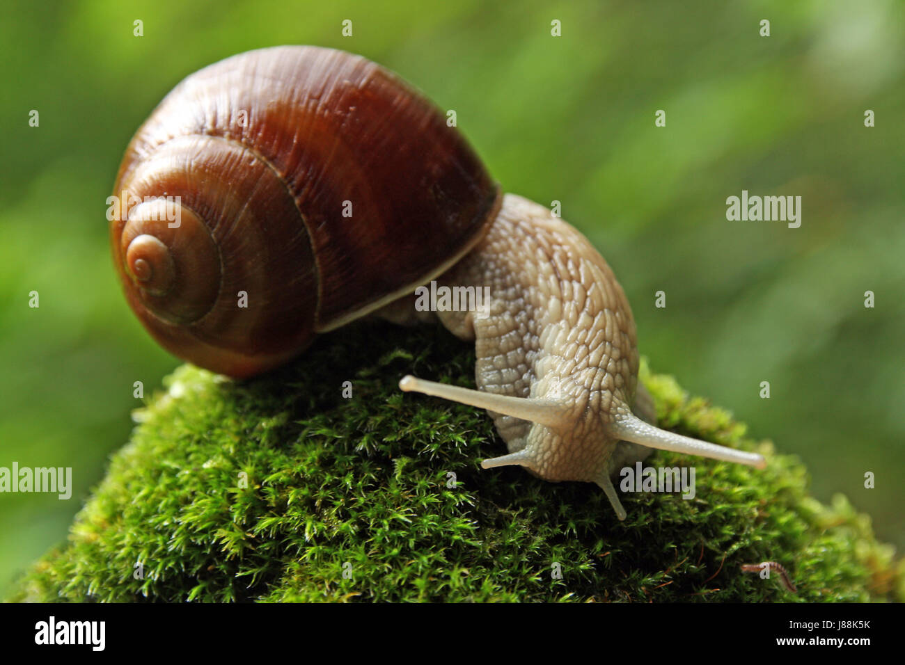 edible snail, snail shell, edible snail, snail shell, cabinet, housing ...