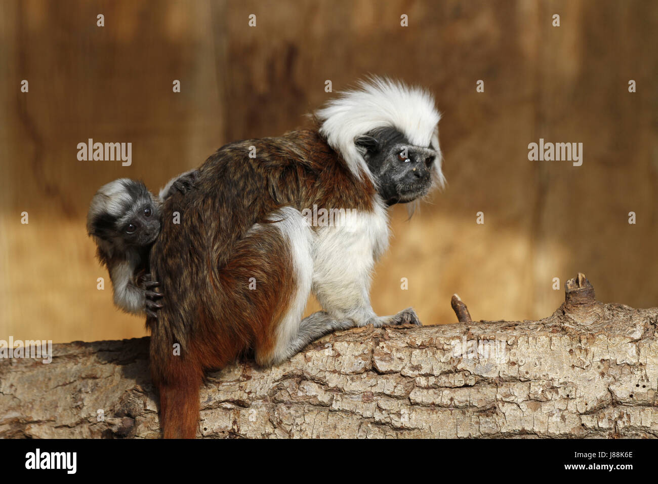 monkey, monkey, witty, blank, european, caucasian, small, tiny, little ...