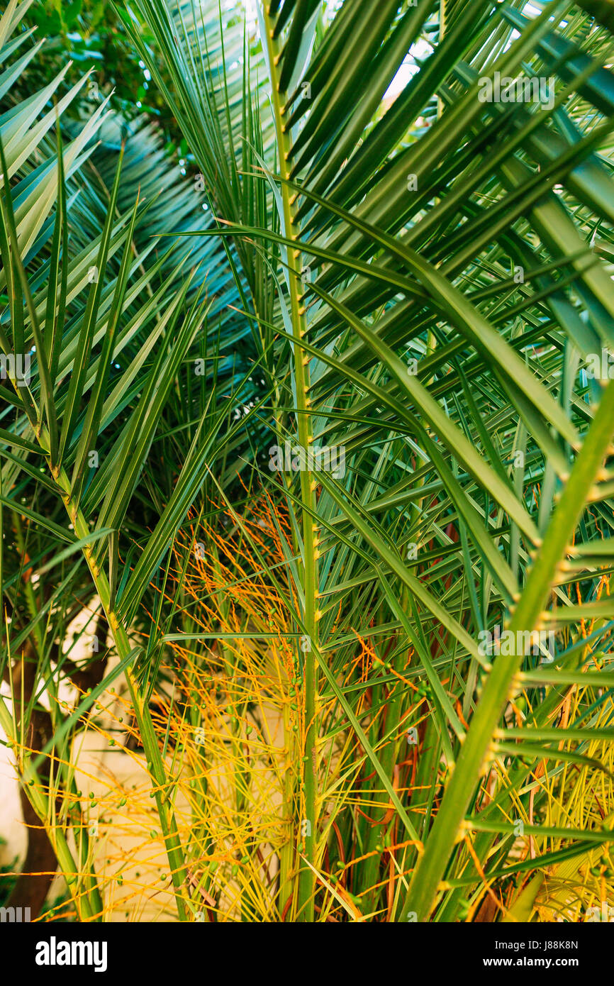 A branch of a palm tree close-up. Date tree in Montenegro Stock Photo ...