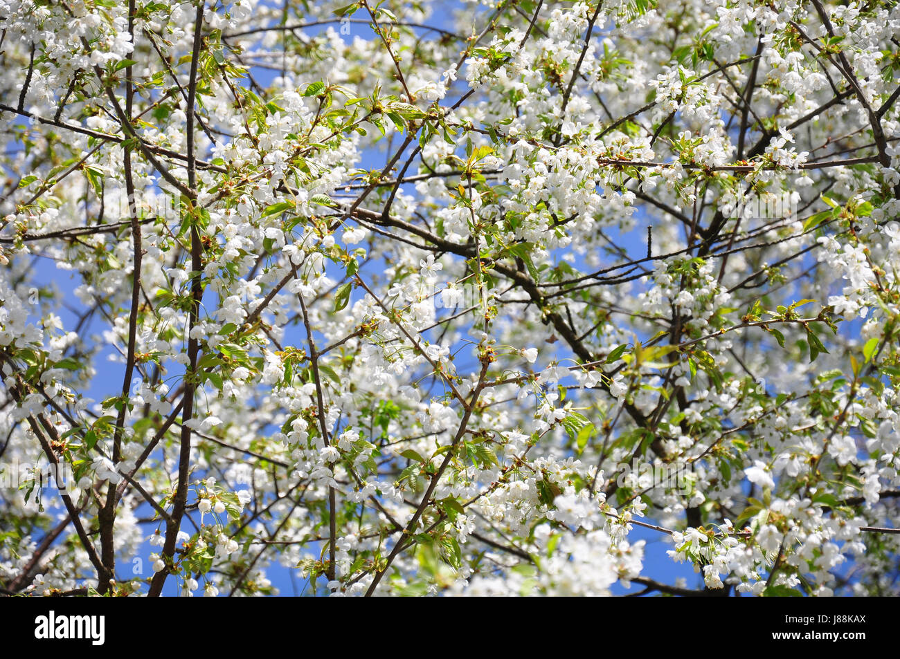 blue, tree, garden, plant, flower, bloom, blossom, flourish ...