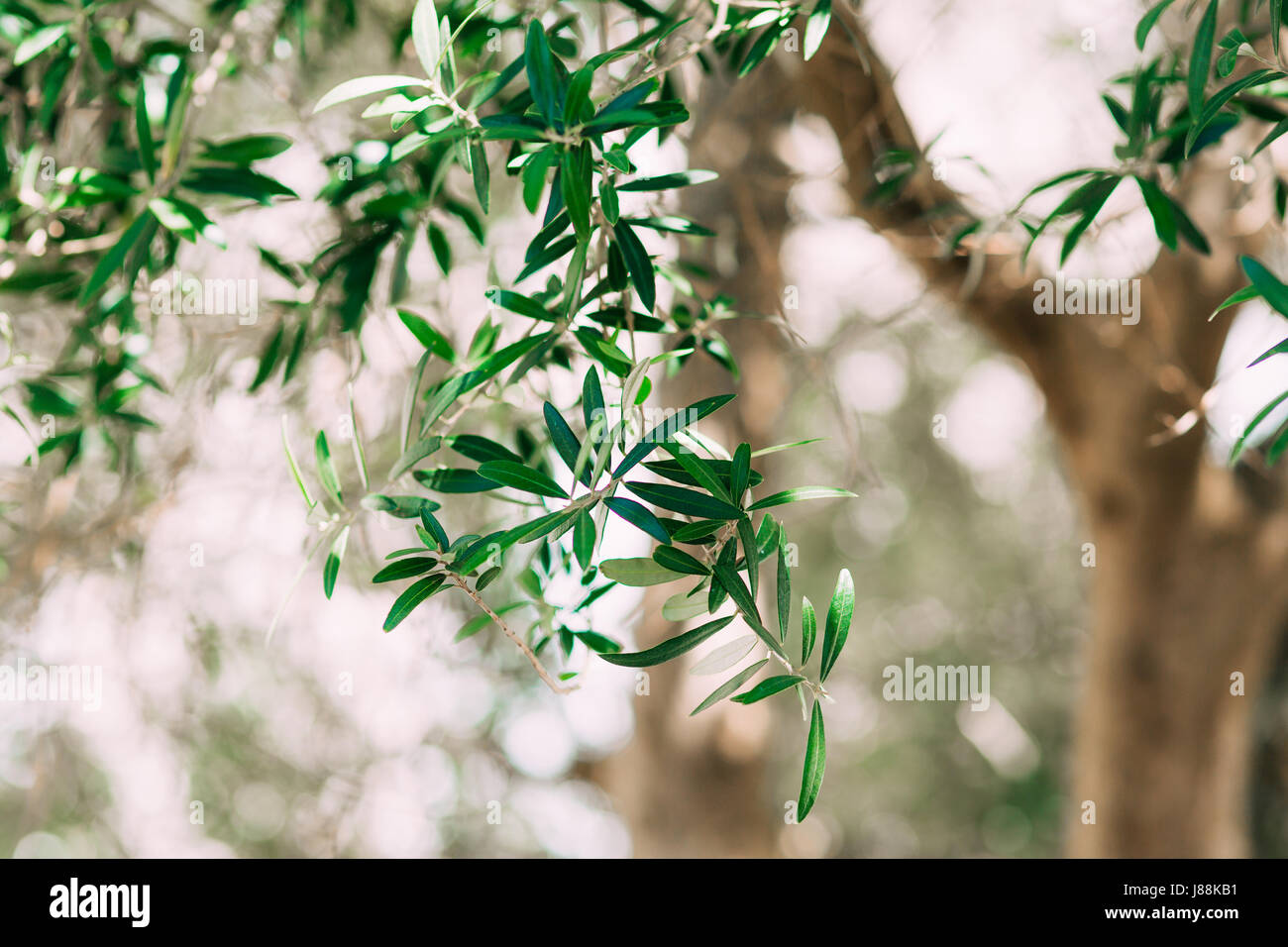 Olive branch with leaves close-up. Olive groves and gardens in ...