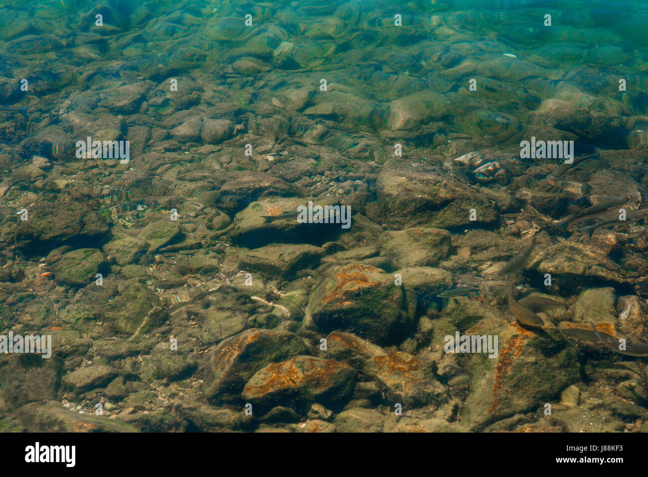 Shoal of fish from above water hi-res stock photography and images - Alamy