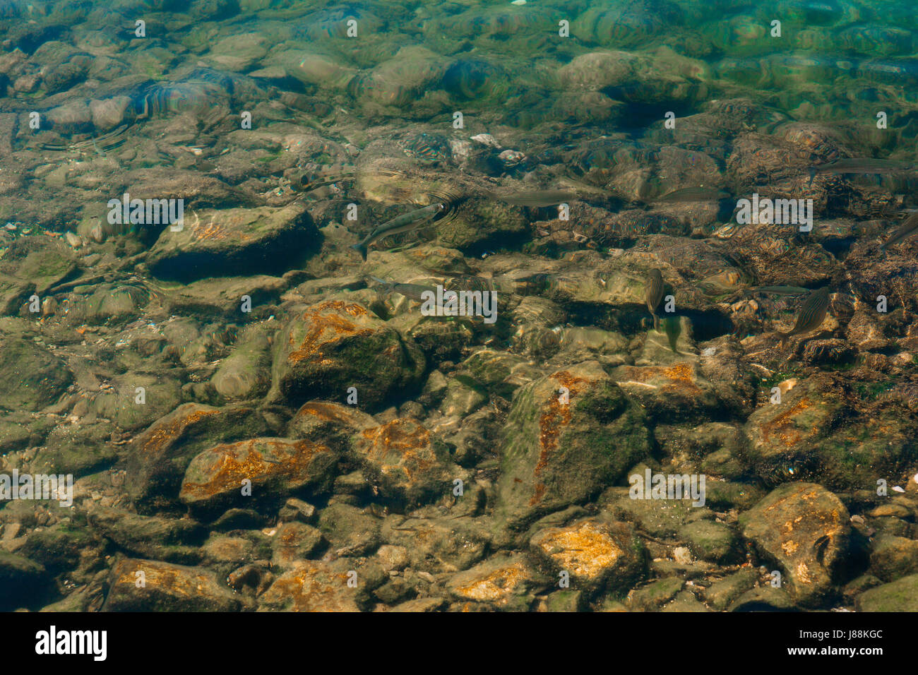 Shoal of fish from above water hi-res stock photography and images - Alamy