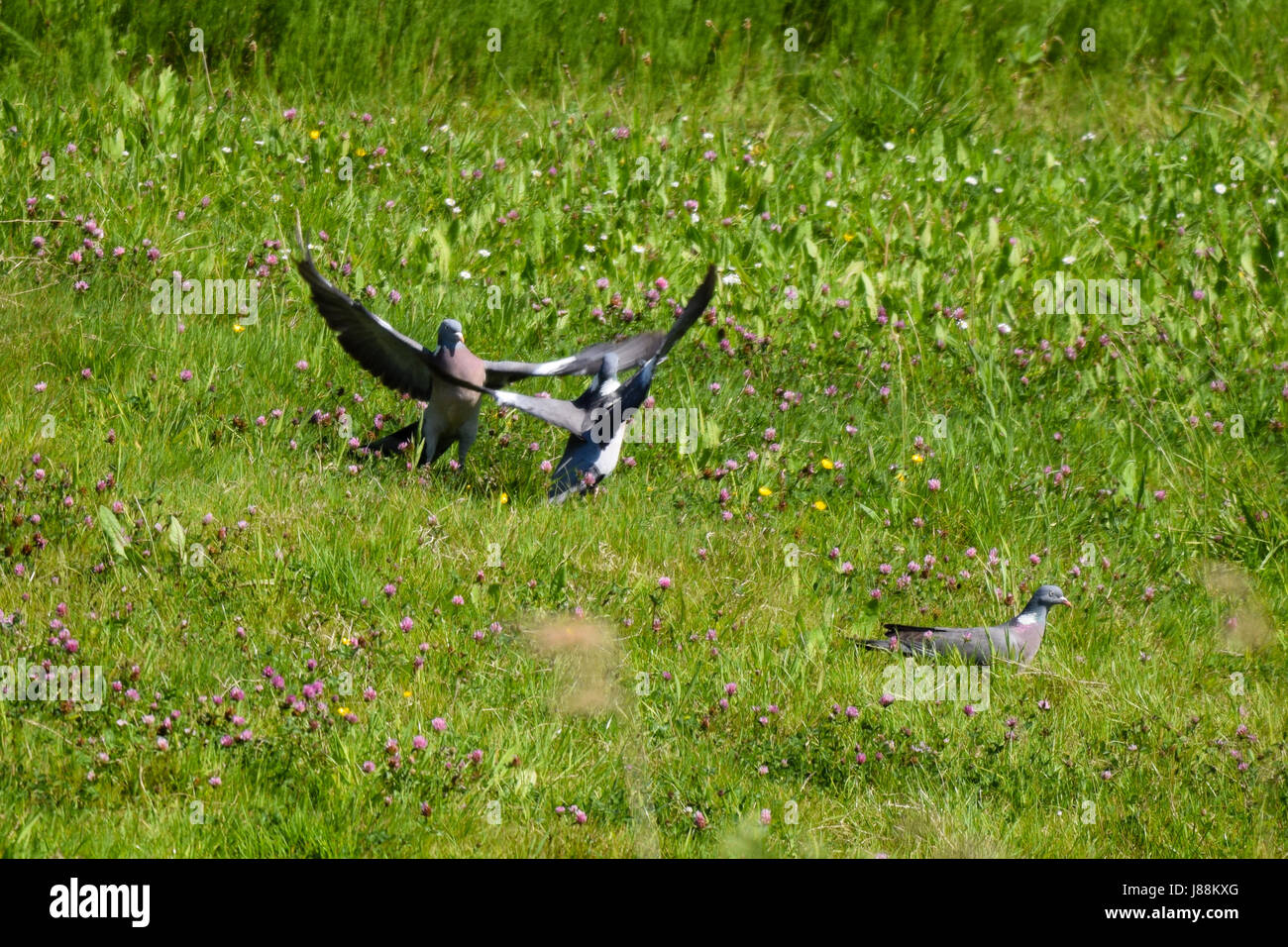 Two pigeons squaring up to each other mid fight whilst a third is ...