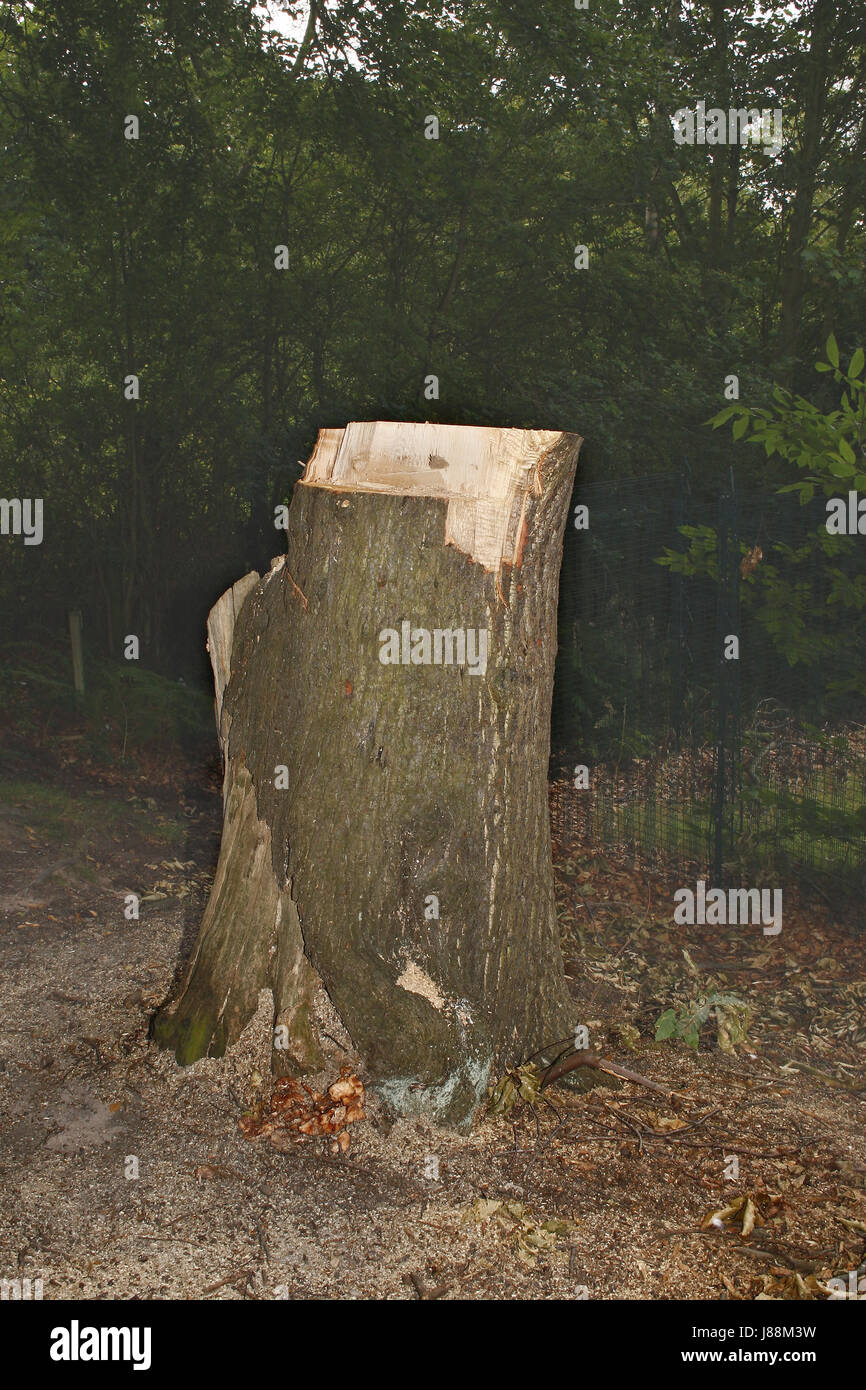 tree, trunk, botany, country, fell, chopped, scenery, countryside ...