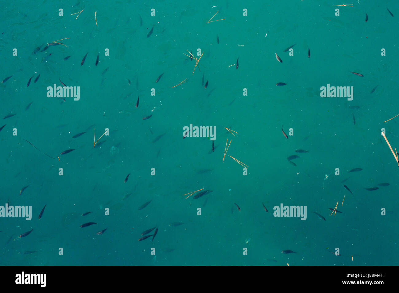 Fish in water view through the water from above. Transparent water of ...
