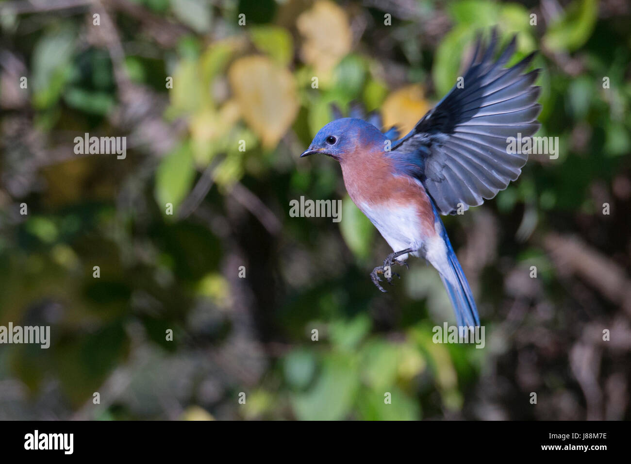 Eastern Bluebird male in flight by foliage Stock Photo - Alamy