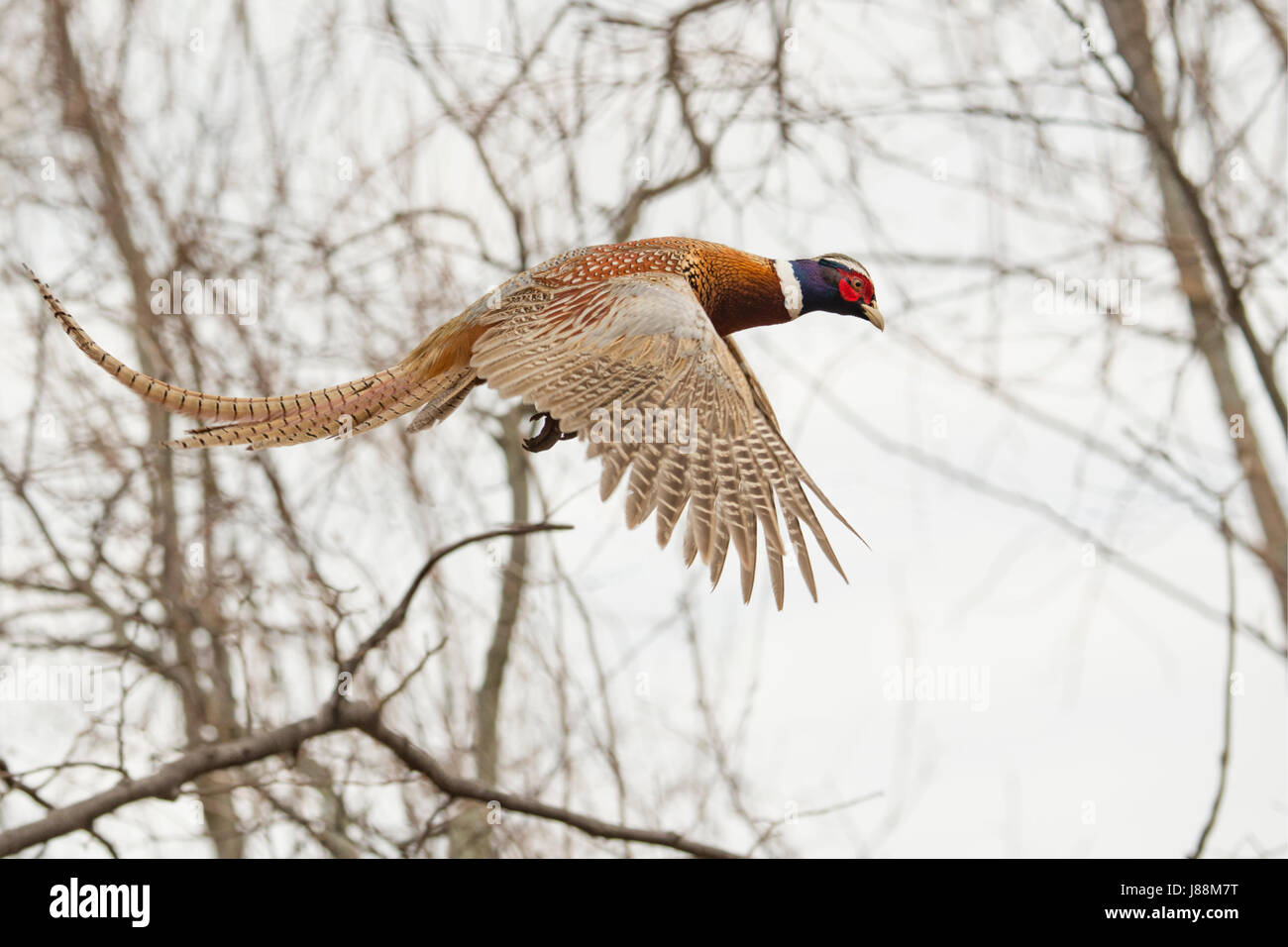 Pheasant Taking Off