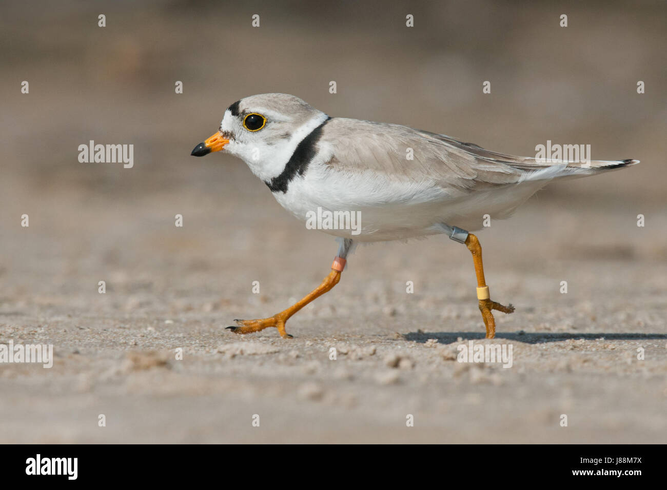Piping Plover breeding male runs along the sand at Lake Ontario (rare ...