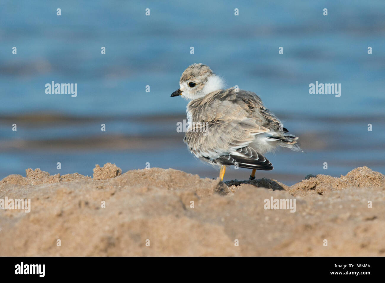 Piping Plover chick on beach ruffles feathers (rare/endangered Stock ...