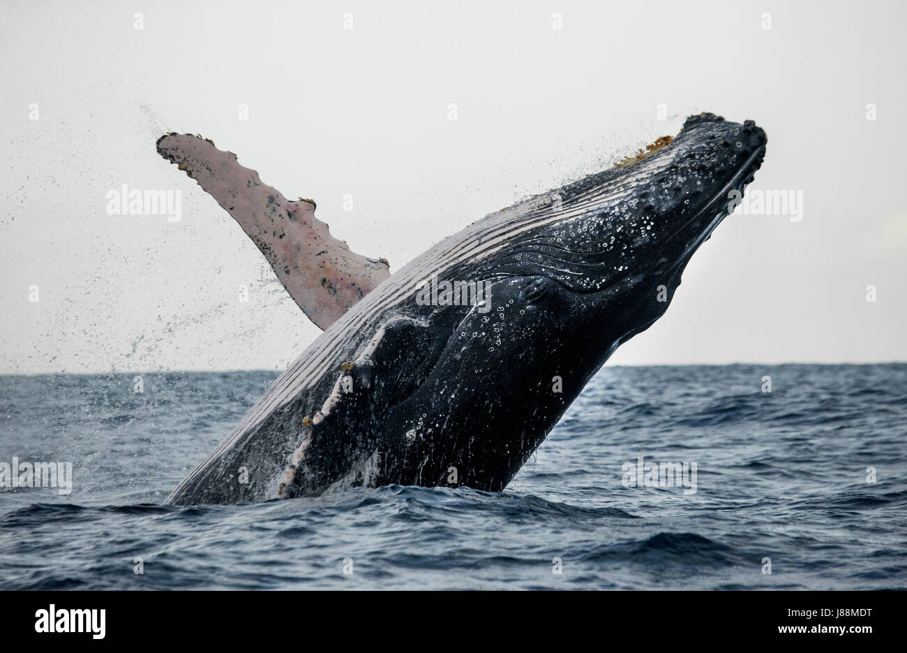 Humpback whale is jumping out of the water. Madagascar. St. Mary's ...