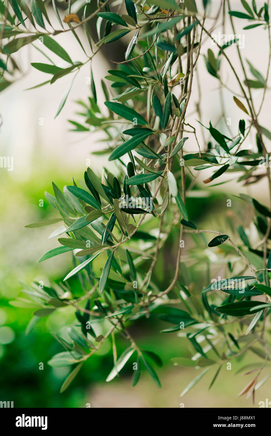 Olive branch with leaves close-up. Olive groves and gardens in ...