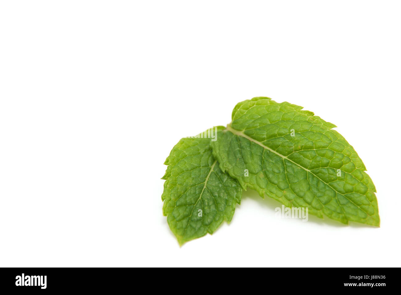 mint / peppermint Stock Photo - Alamy