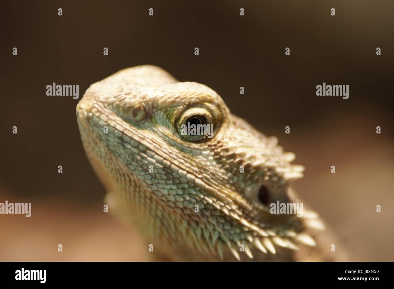 reptile, lizard, saurian, australia, reptiles, bartagame, wstentier ...