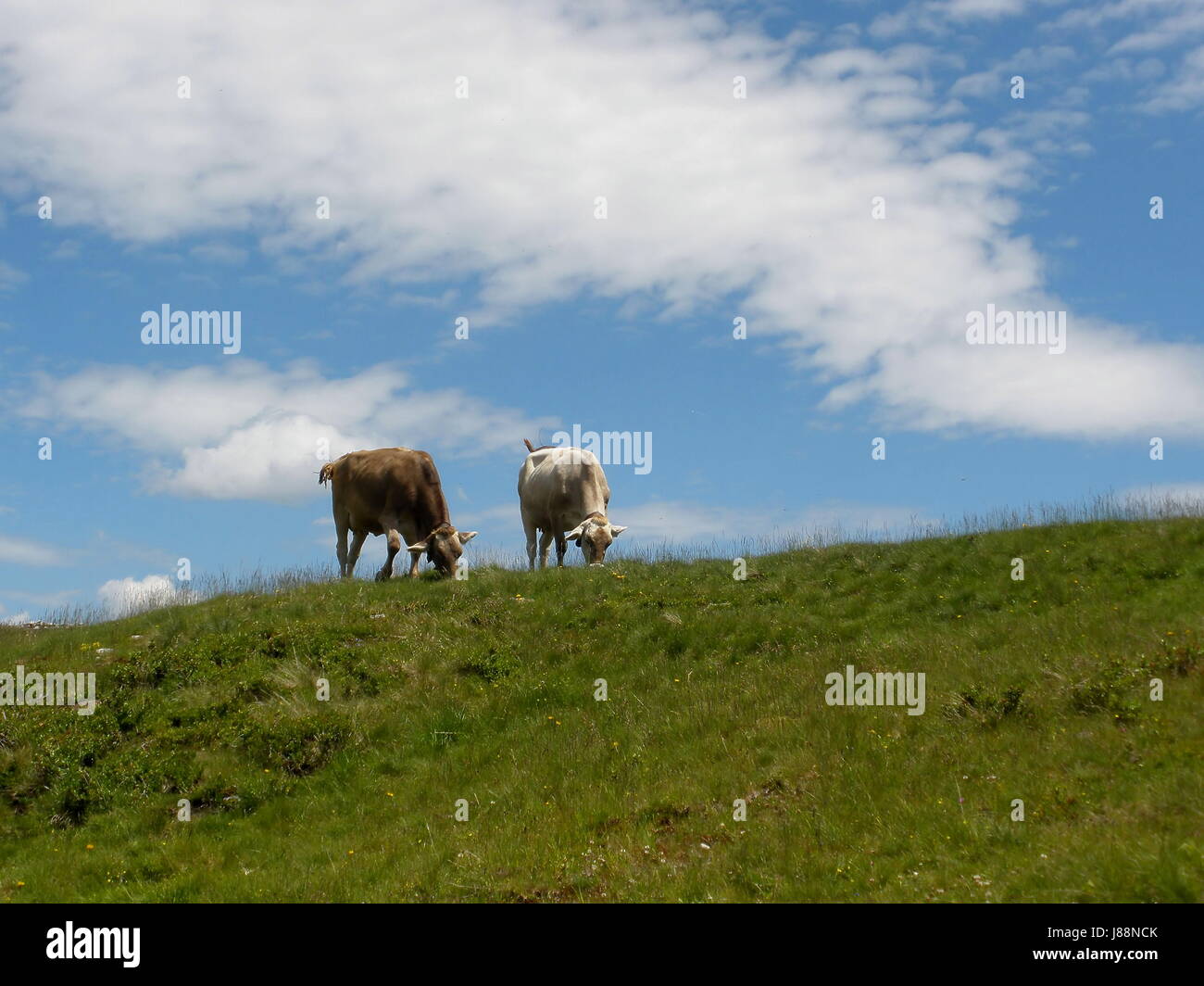cows on the horizon Stock Photo - Alamy