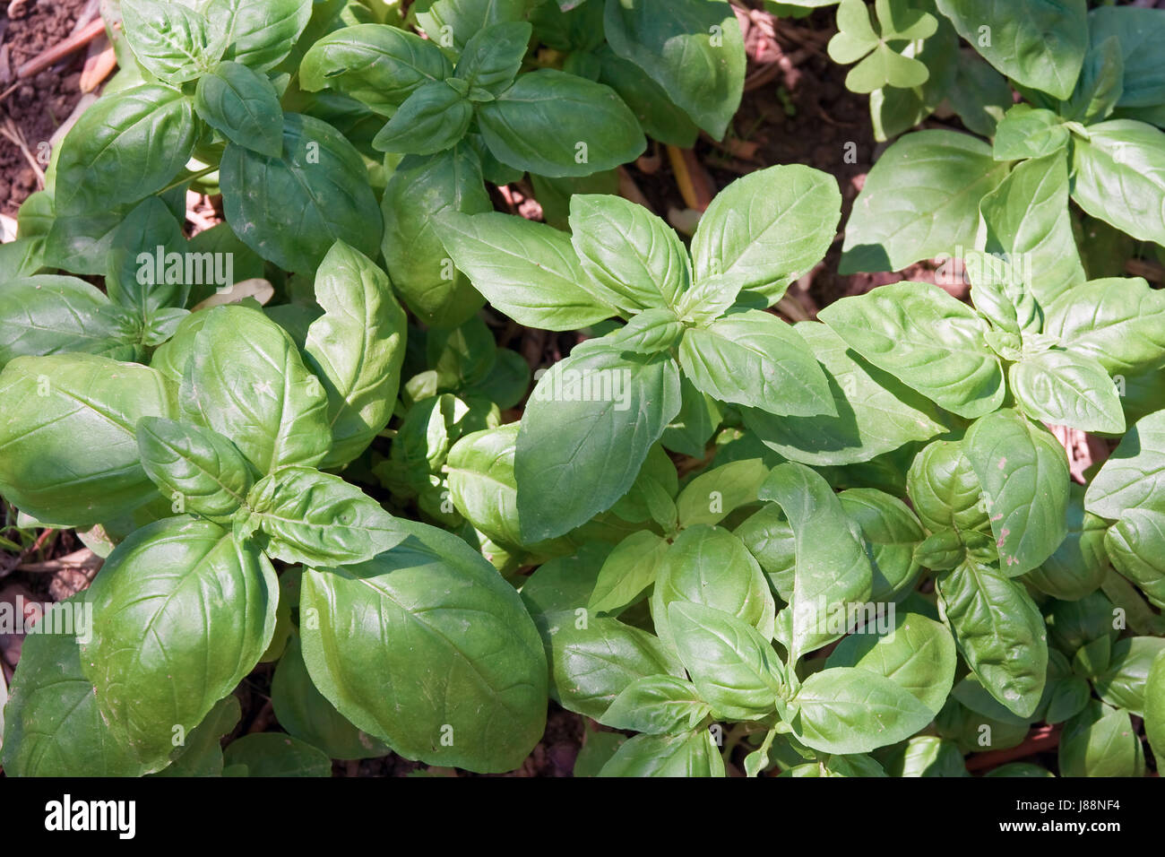 leaf, agriculture, farming, aromatic, basil, herb, ingredient, plant ...