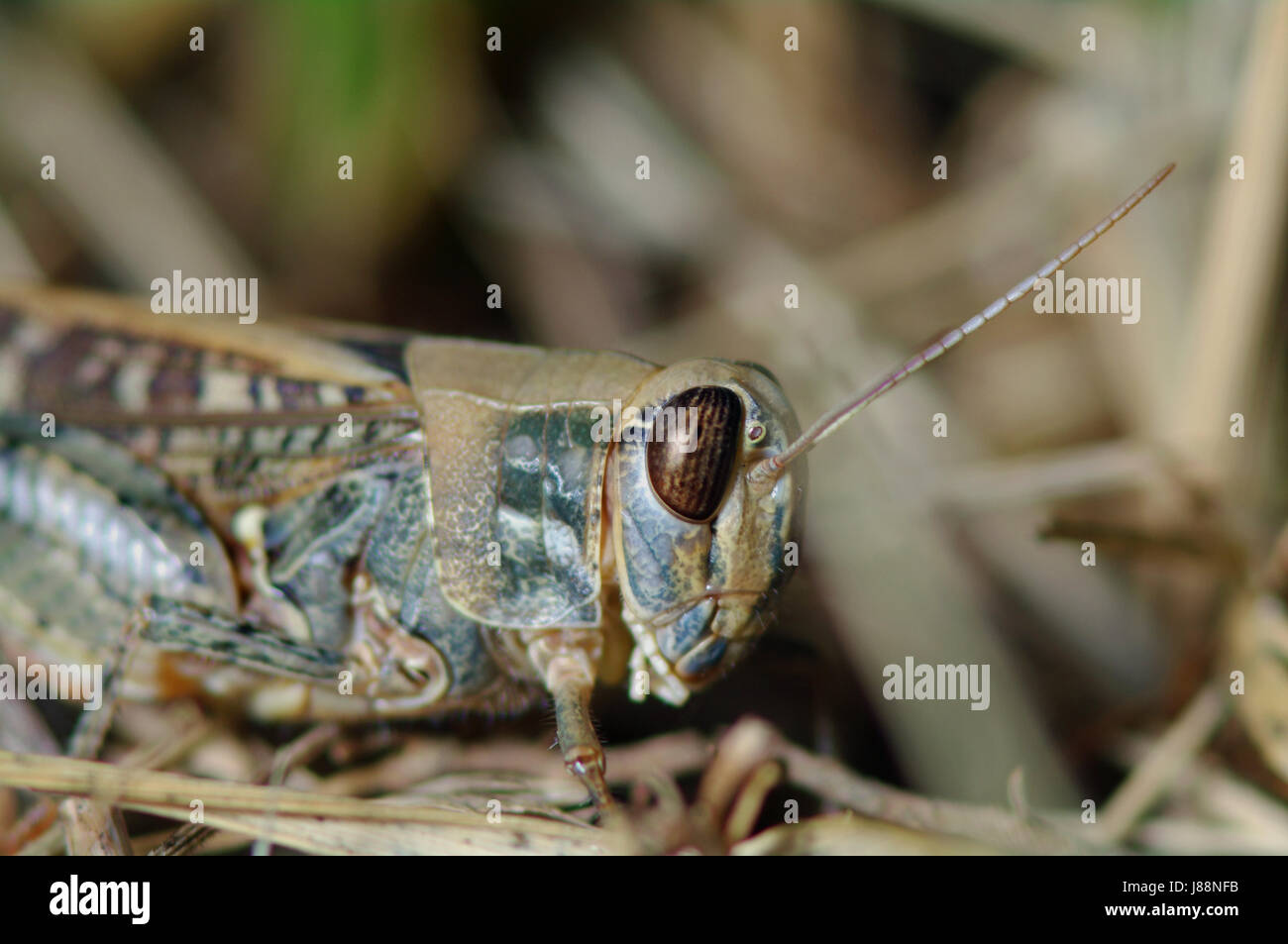 camouflage, antennae, locusts, grasshoppers, meadow, grass, lawn, green ...
