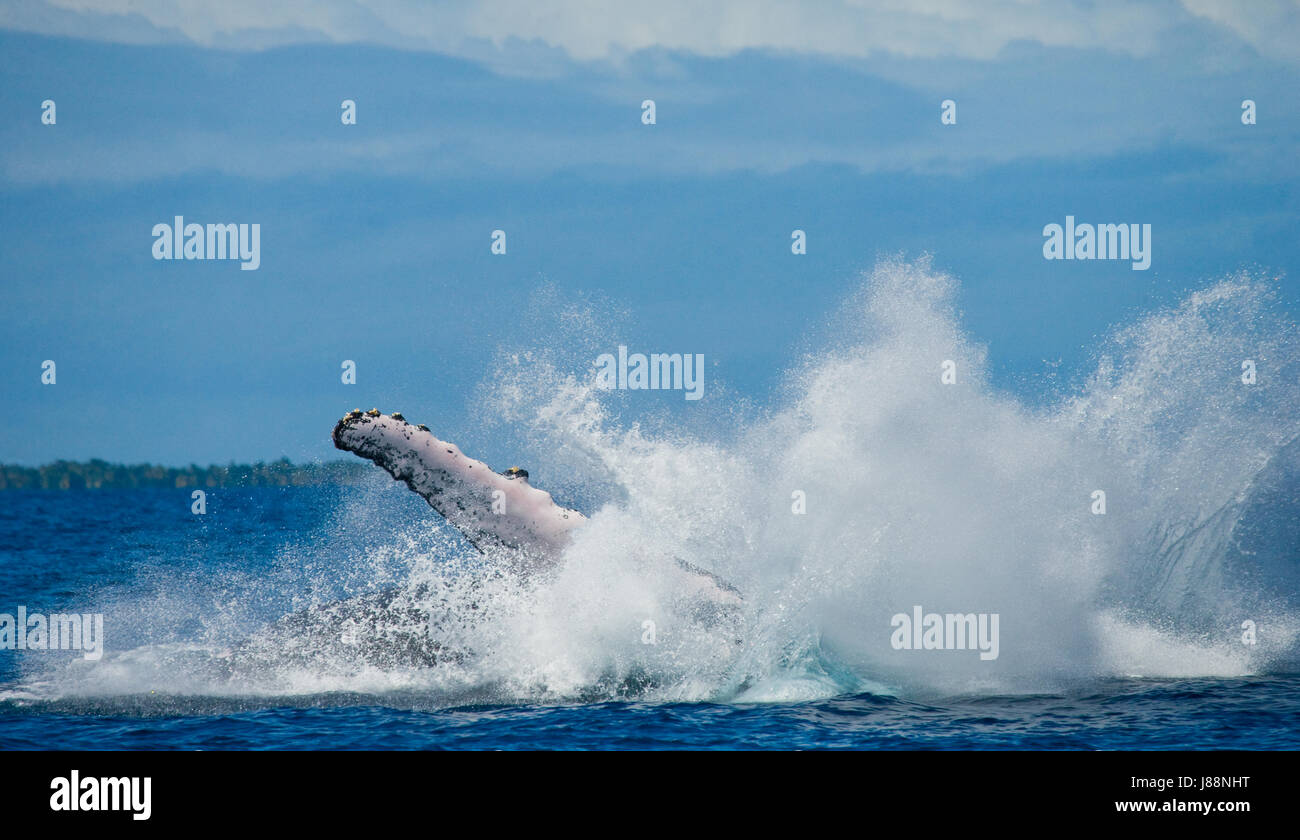 Whale splashing water hi-res stock photography and images - Alamy