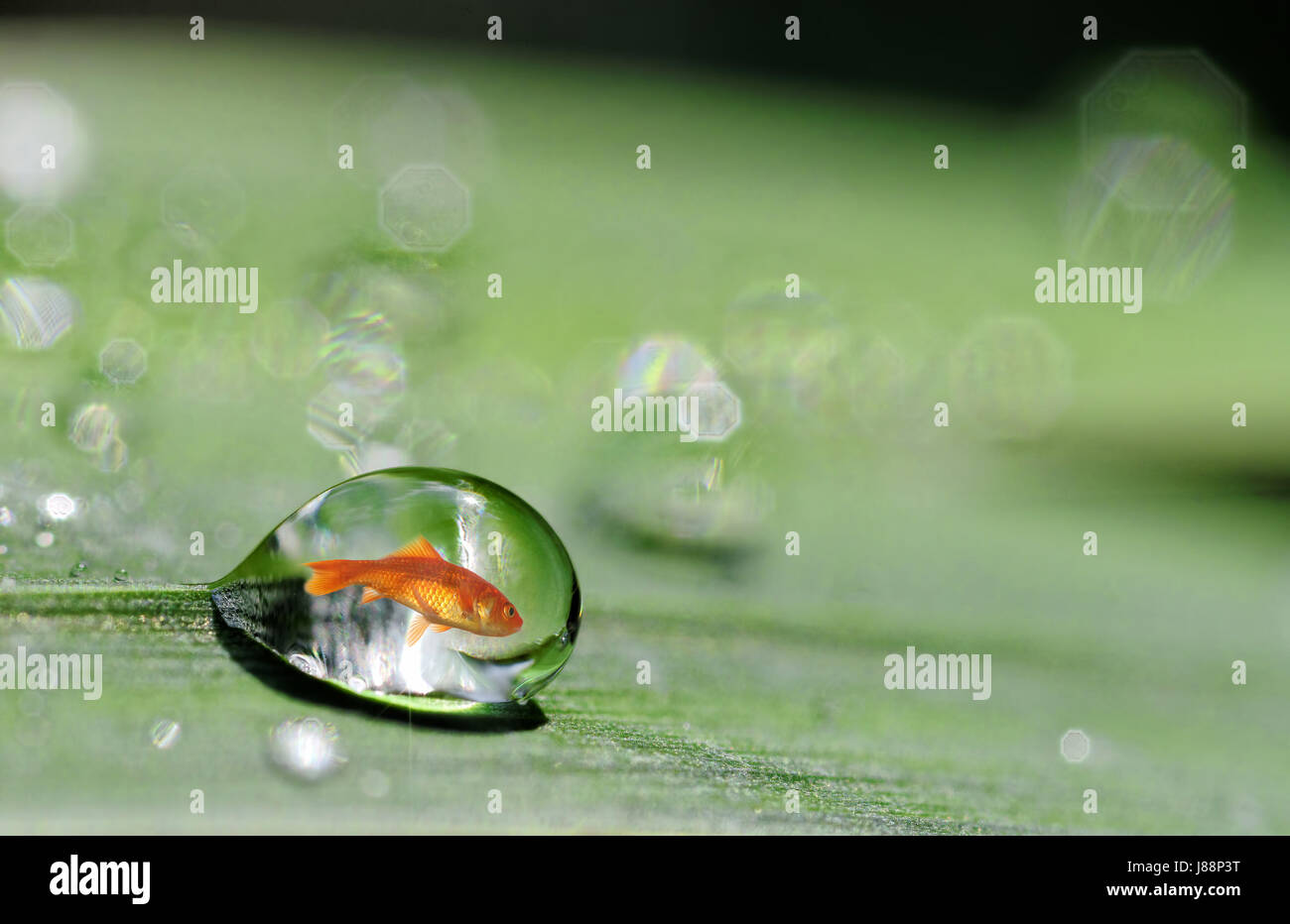 fish, dream, drop, goldfish, droplet, water, nature, drip, drops ...
