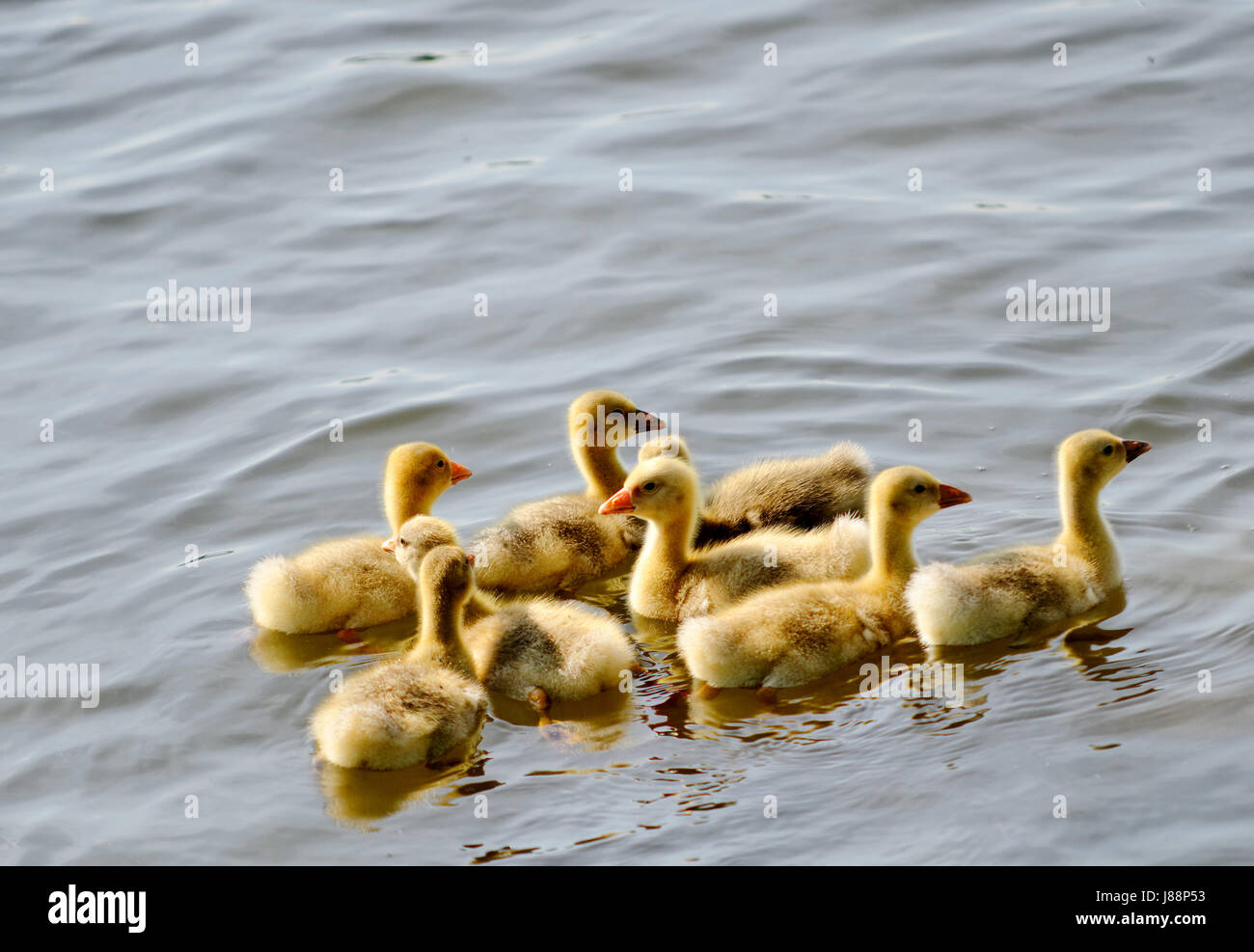 duck, cub, baby, fresh water, pond, water, duckling, young, younger ...