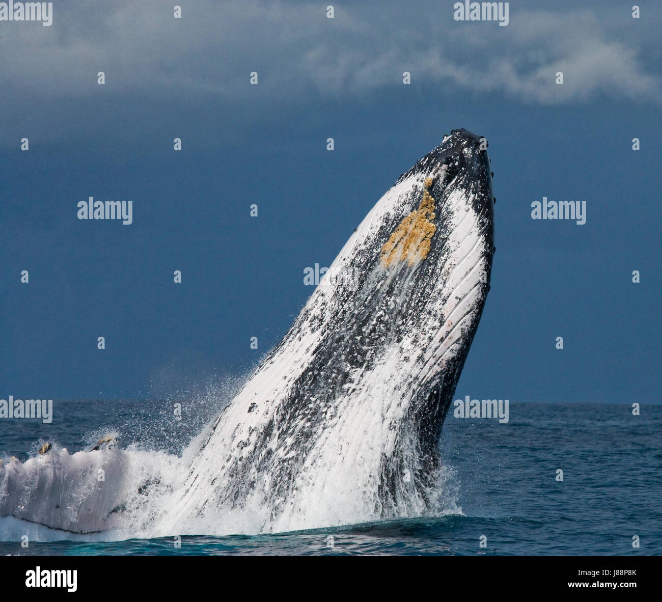 Humpback whale is jumping out of the water. Madagascar. St. Mary's ...
