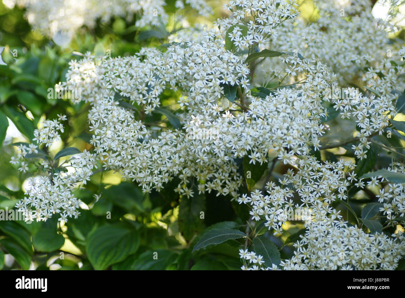 Olearia hi-res stock photography and images - Alamy
