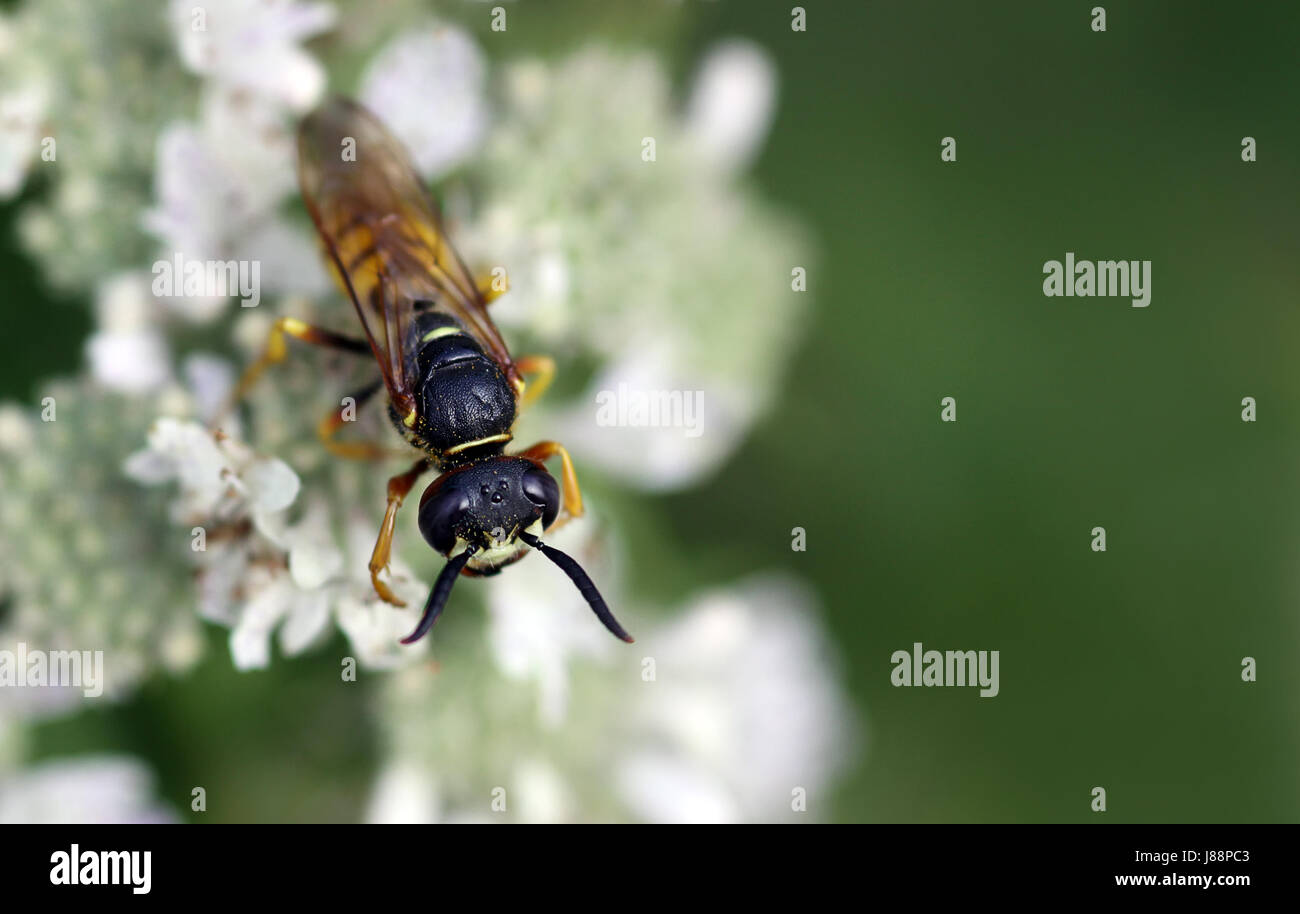 female, wasp, macro, close-up, macro admission, close up view, female ...