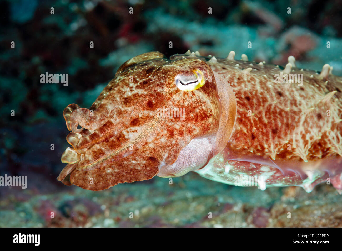 asia, bali, indonesia, fish, underwater, tropical, reef, squid ...