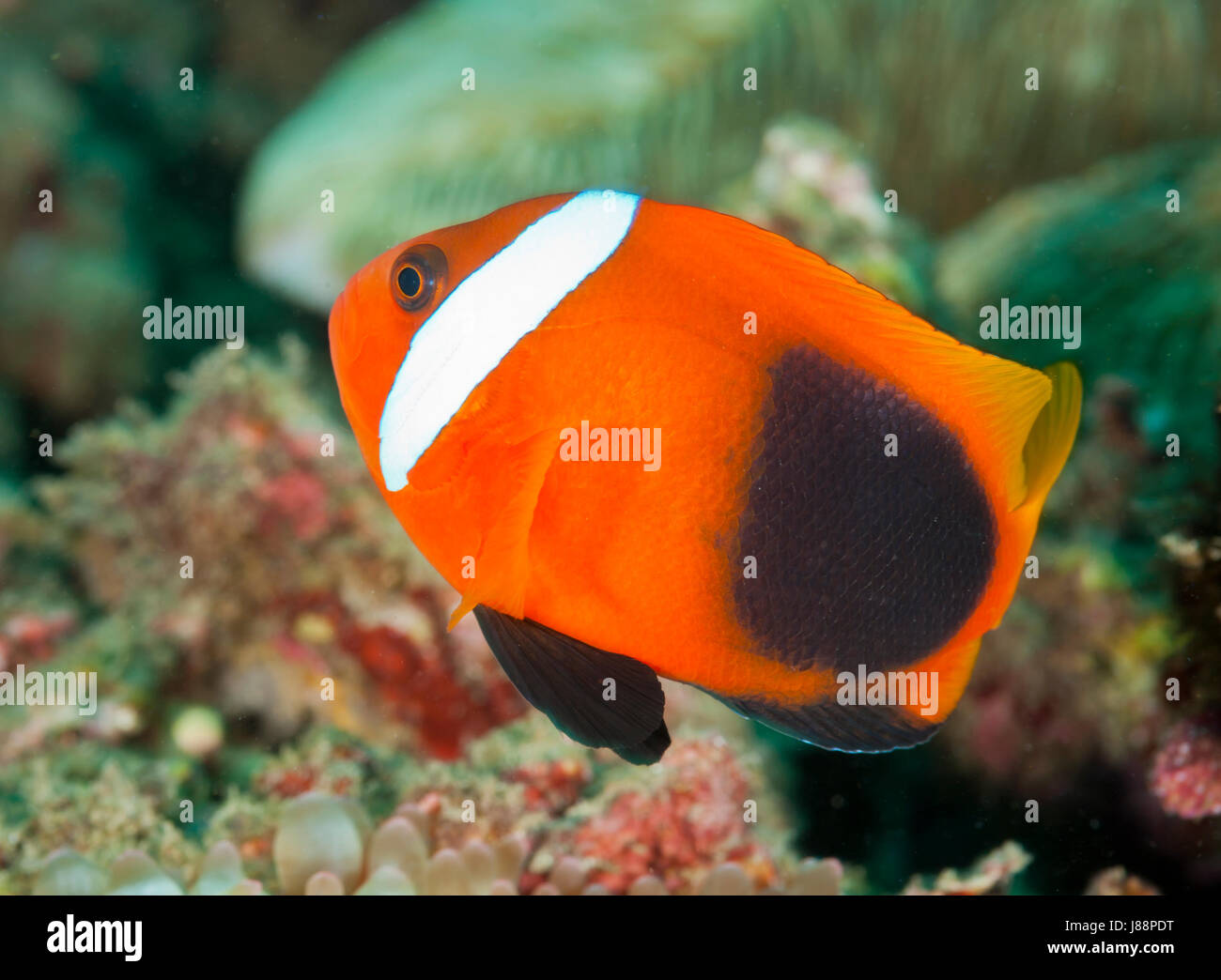 asia, bali, indonesia, fish, underwater, tropical, reef, anemone ...