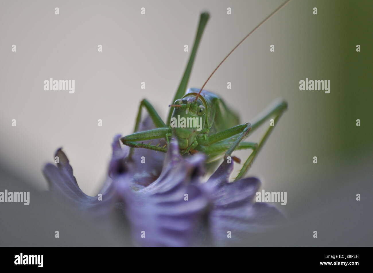 legs, insects, green, animals, grasshopper, antenna, nature, legs ...