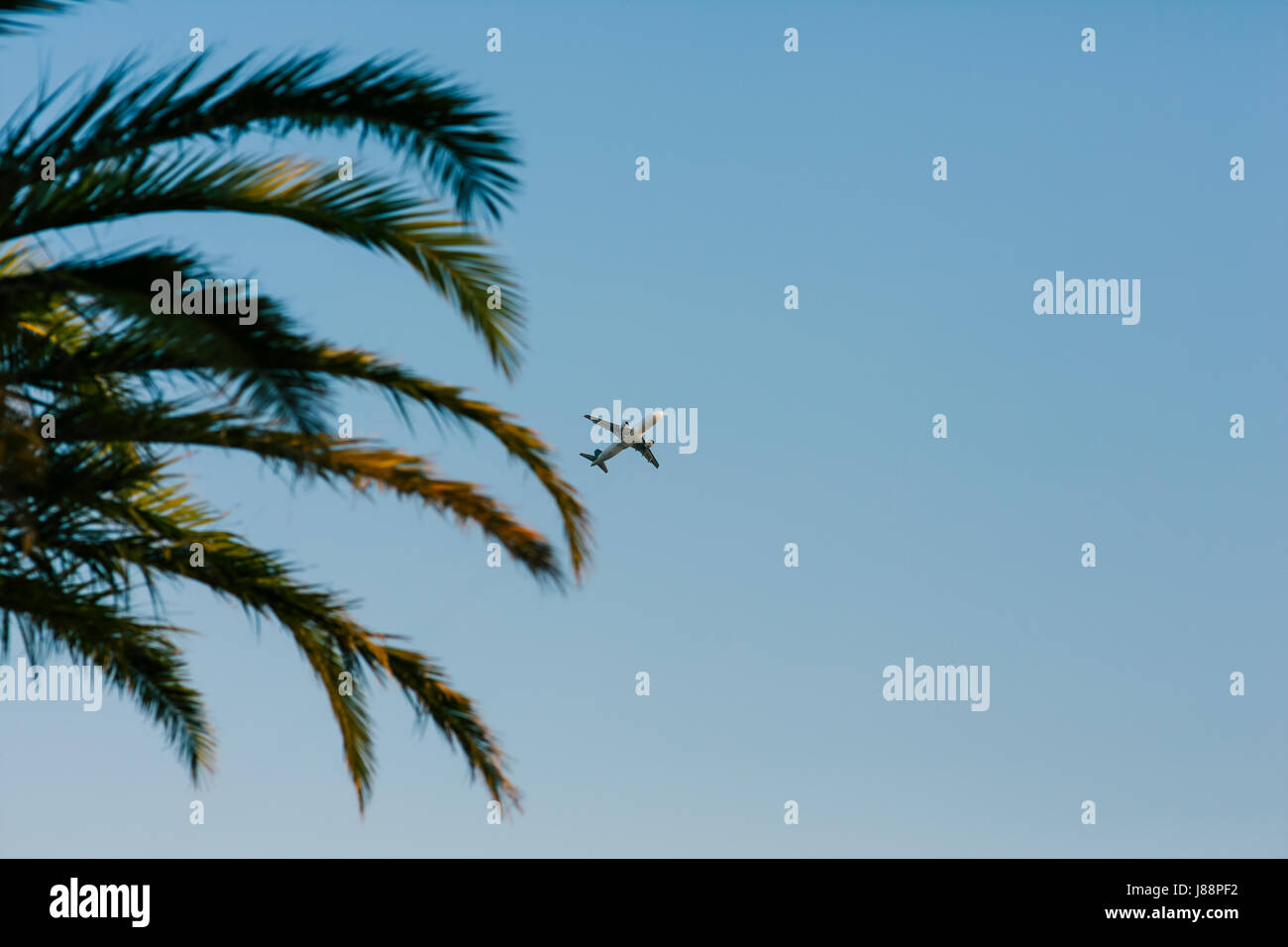 Aircraft Airplane Flying Over Palm Trees High Resolution Stock ...