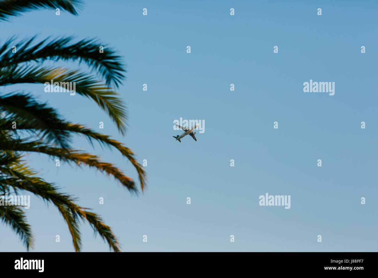 Airplane flying over palm trees hi-res stock photography and images - Alamy