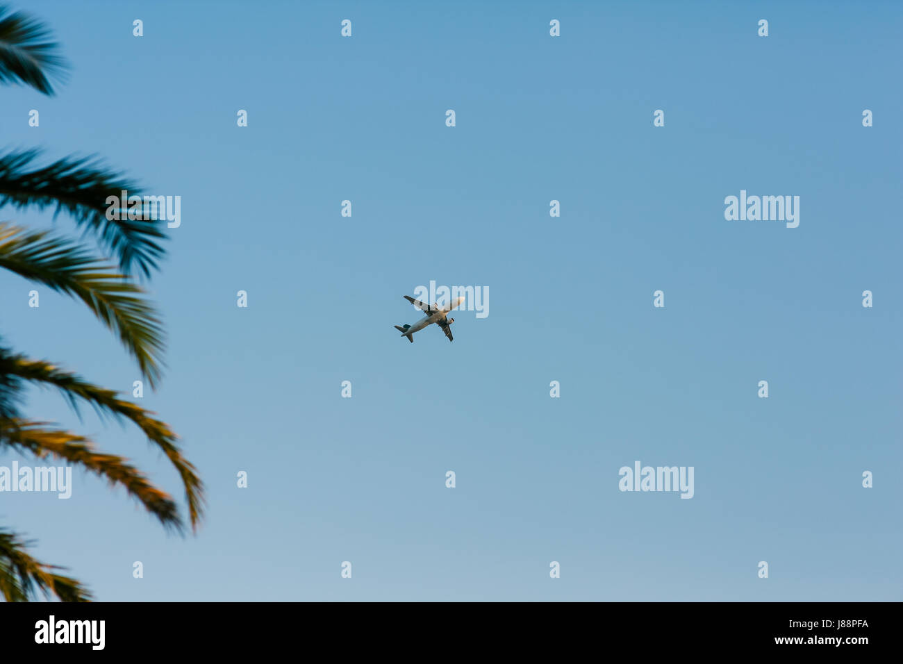 Aircraft Airplane Flying Over Palm Trees High Resolution Stock ...
