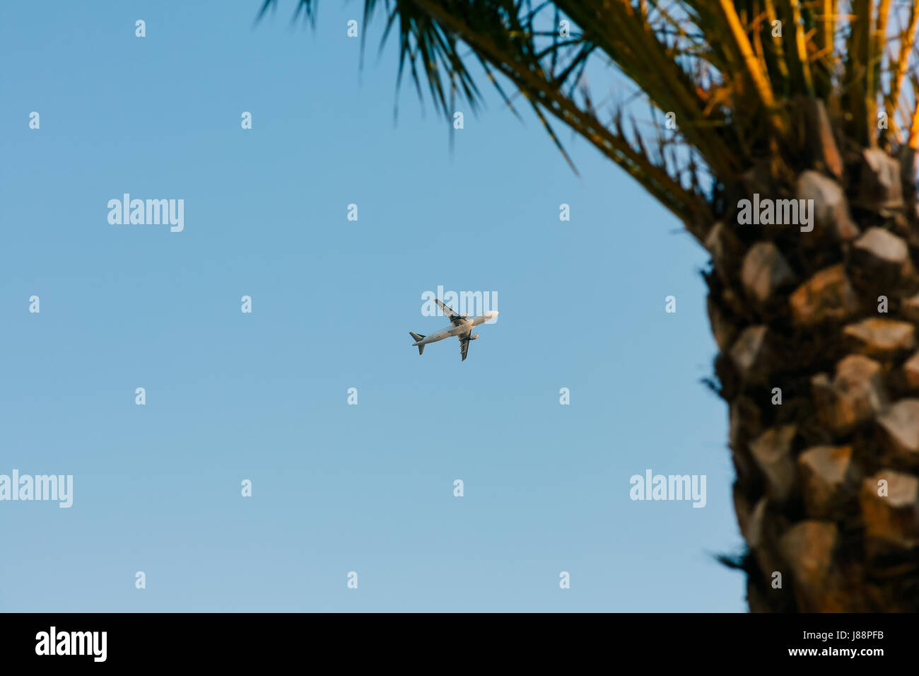 Airplane flying over palm trees hi-res stock photography and images - Alamy