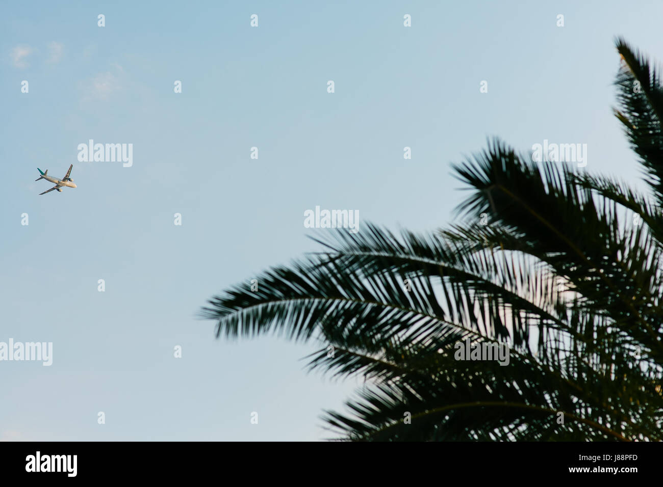 Plane in the sky. Shooted from the ground. Flying over the palm tree ...