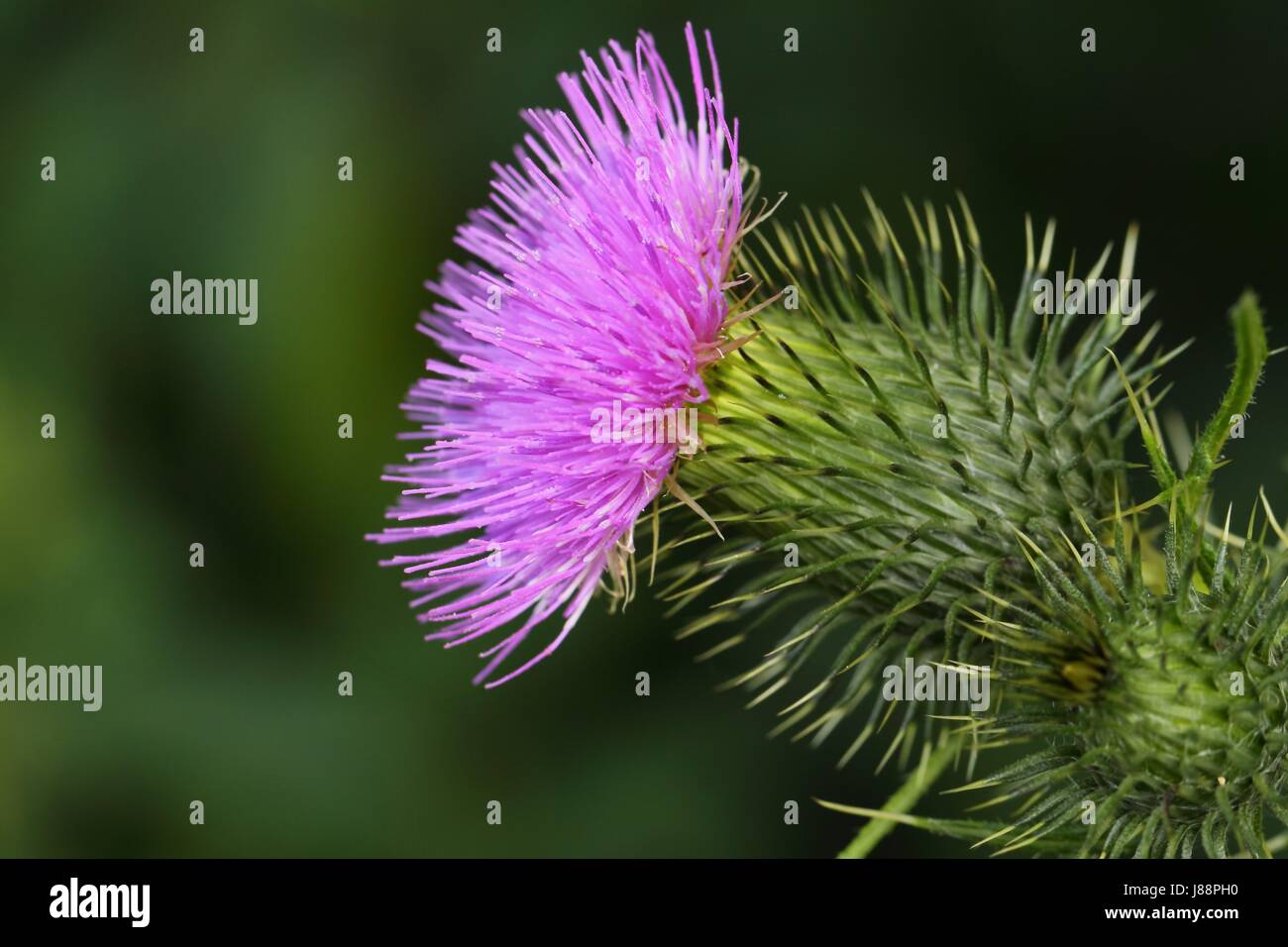 flower, plant, bloom, blossom, flourish, flourishing, flower, plant ...