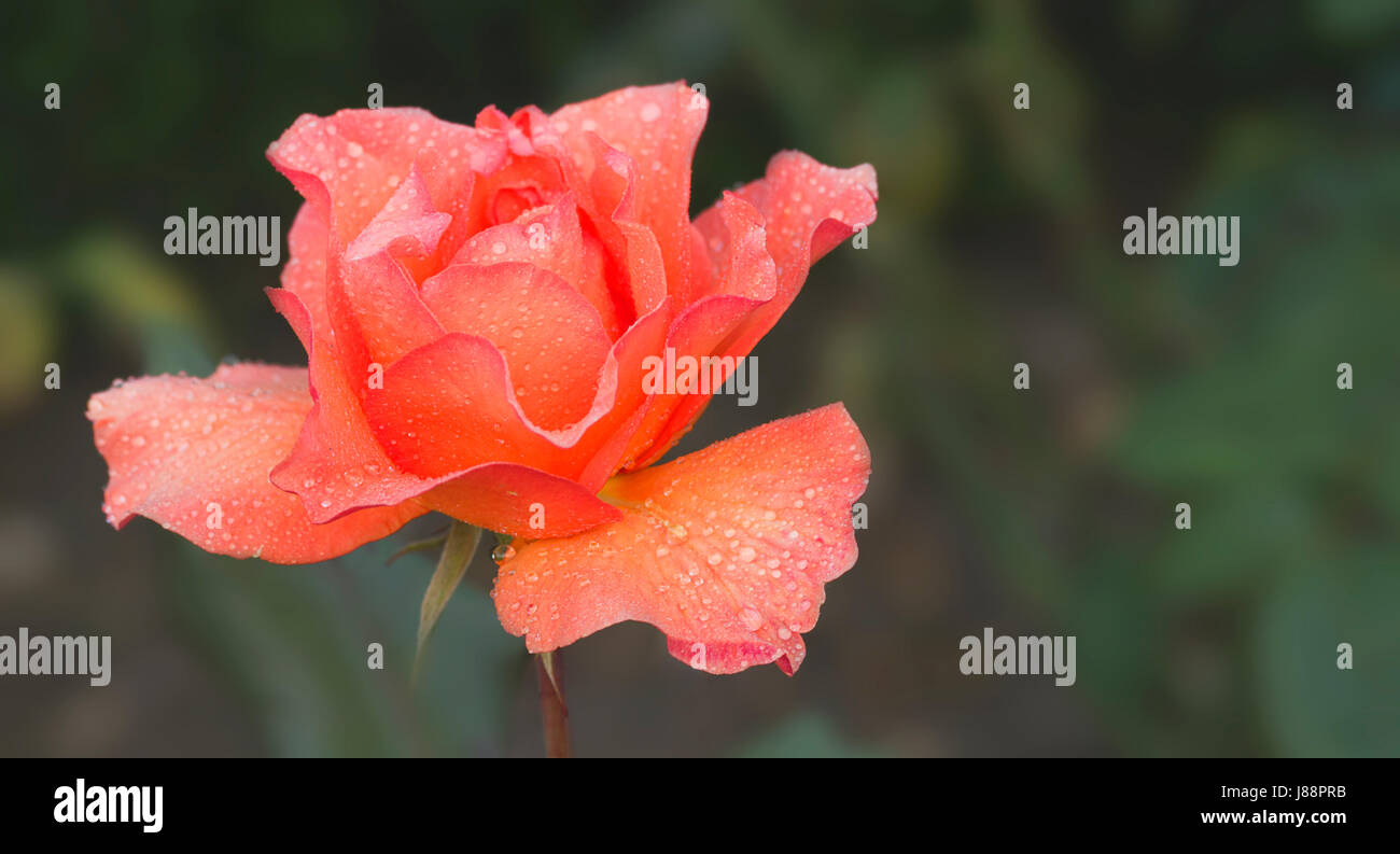 Hellrote rose hi-res stock photography and images - Alamy
