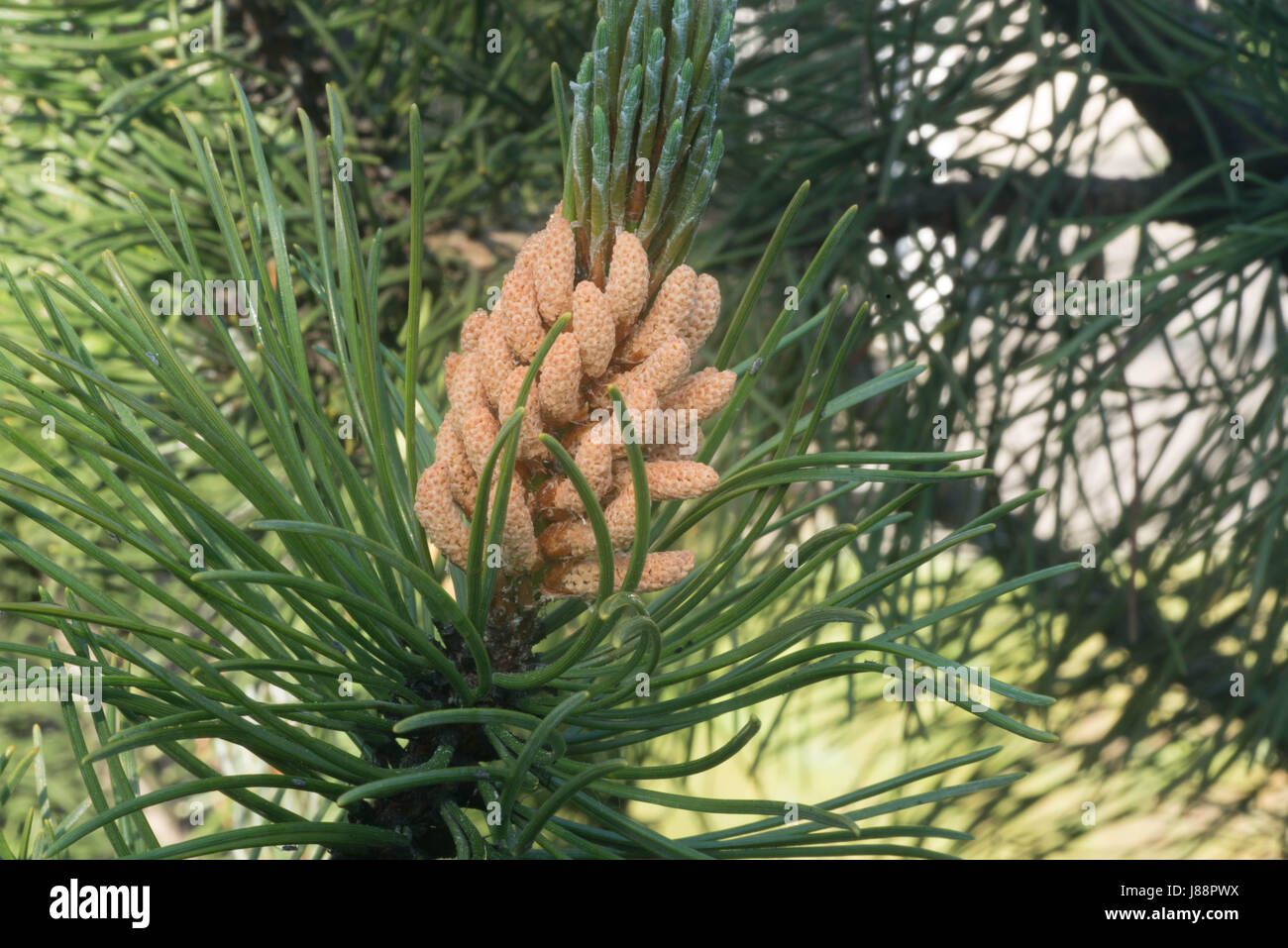 Pine tree reproductive organ hi-res stock photography and images - Alamy
