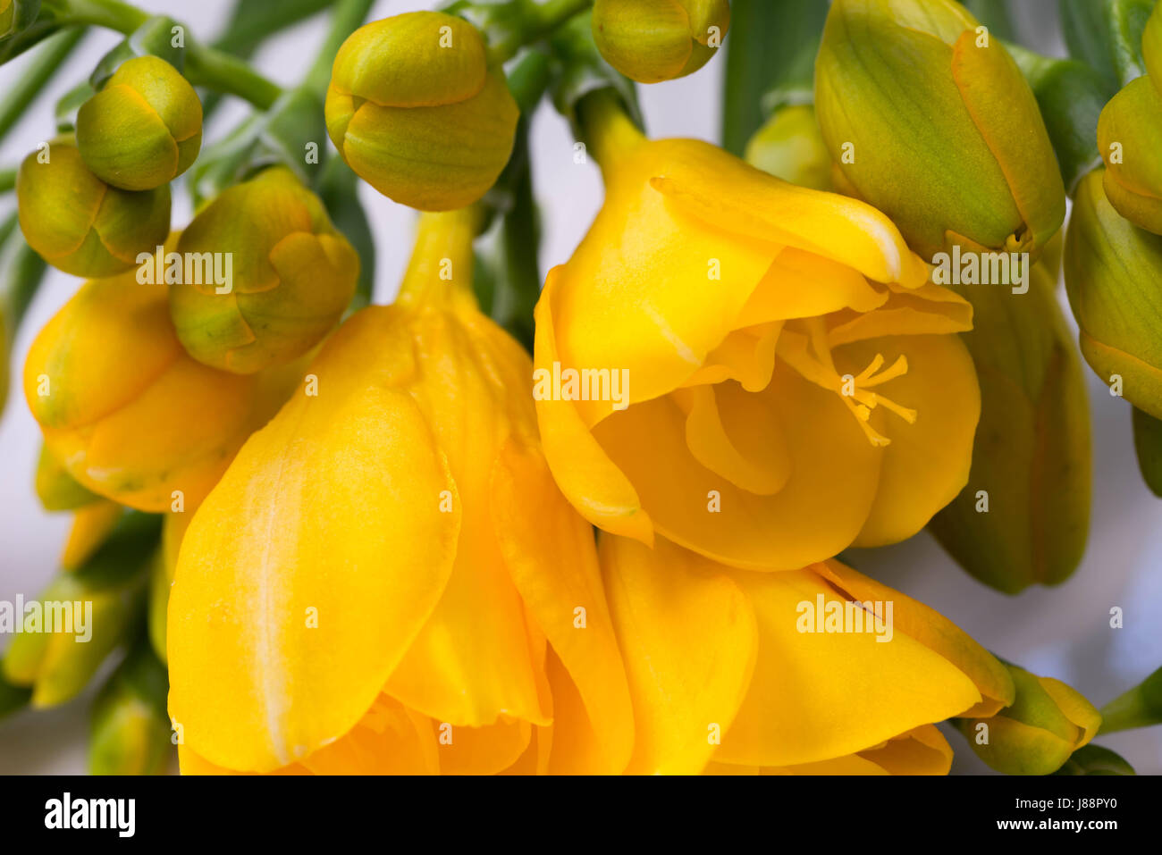 closeup to yellow freesia flowers Stock Photo - Alamy