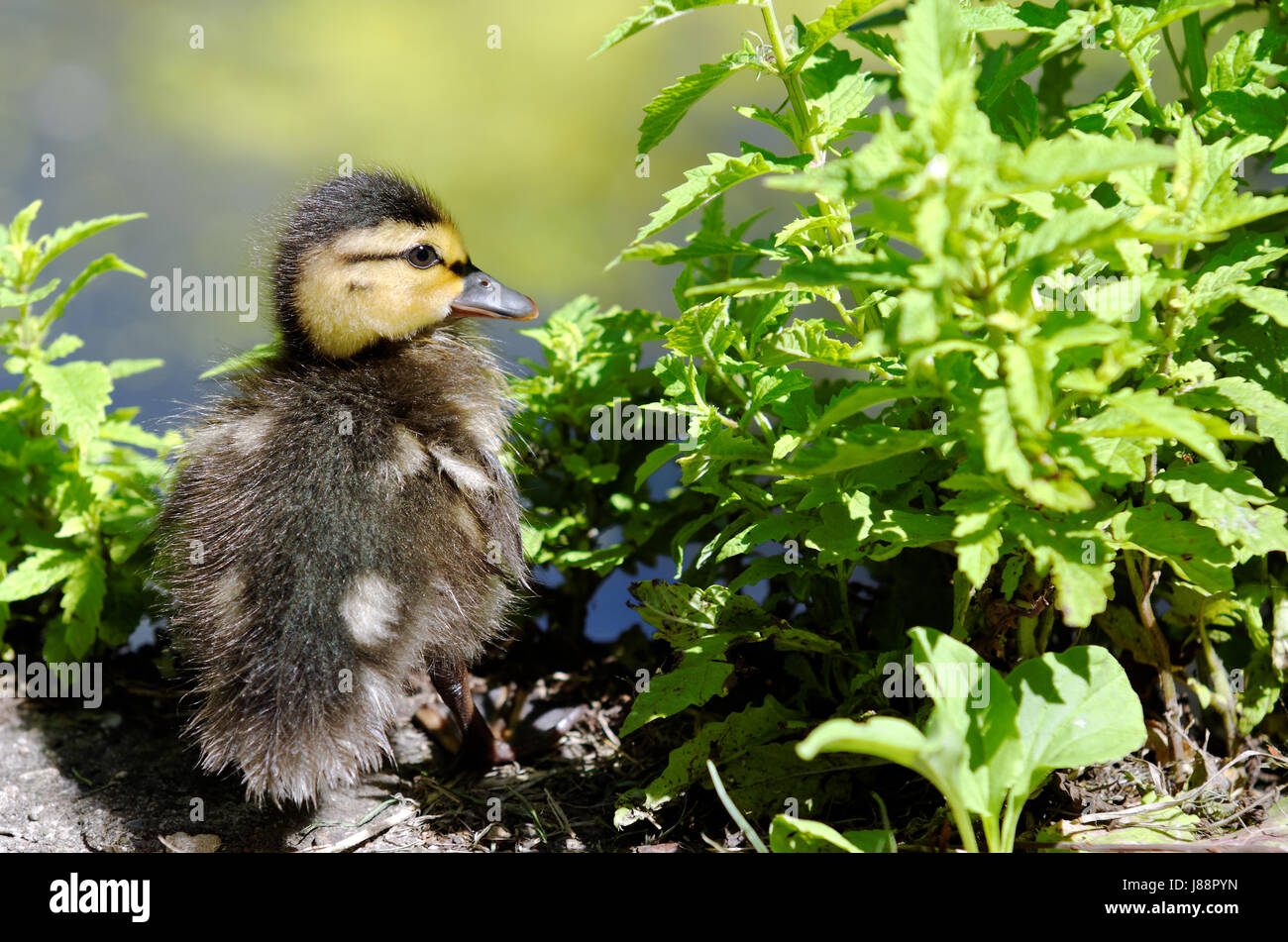 animal, small, tiny, little, short, duck, farm animal, duckling, nature ...