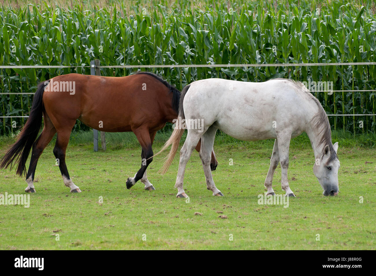 horse, animal, mare, foal, nature, ride, horse, animal, animals, horses ...