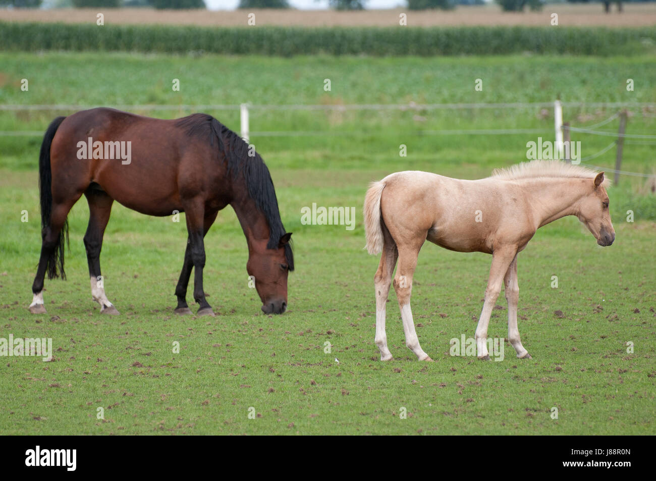 horse, animal, mare, foal, nature, ride, horse, animal, animals, horses ...