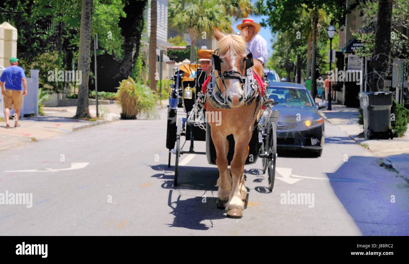 Blondie the horse hi-res stock photography and images - Alamy