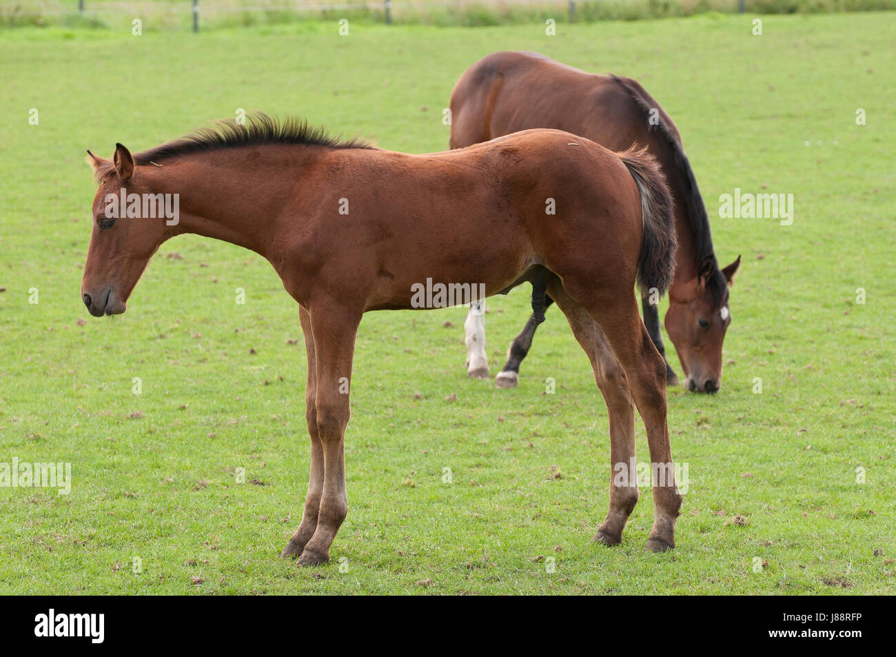 horse, animal, mare, foal, nature, ride, horse, animal, animals, horses ...