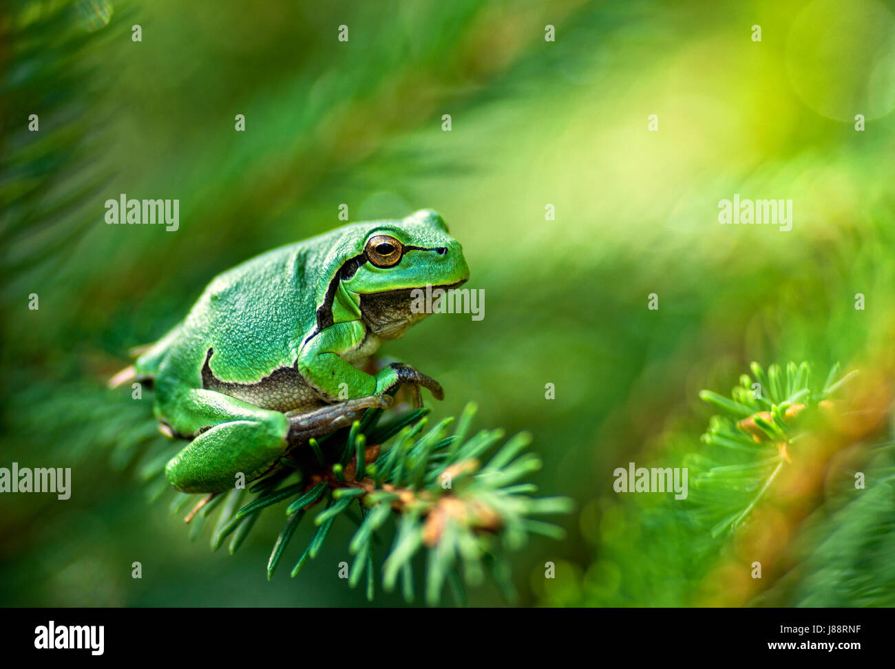 green, animals, amphibians, frog, conifer, animal world, greenback ...