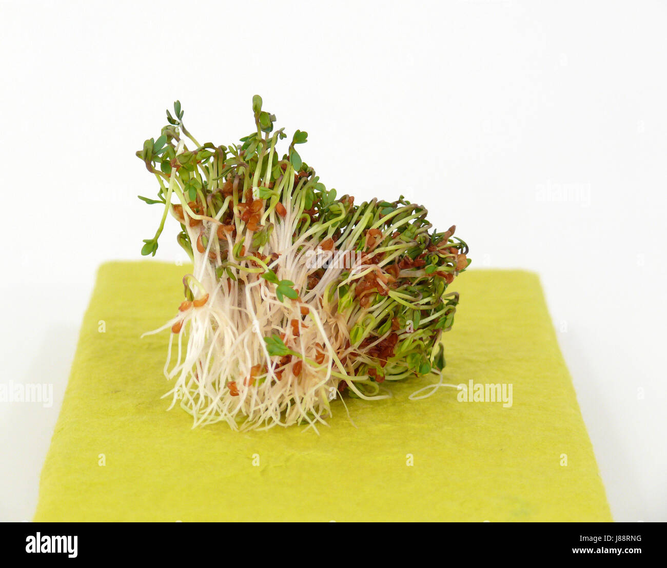 germination, stalk, sowings, rich in vitamins, seed, cress, germ buds ...