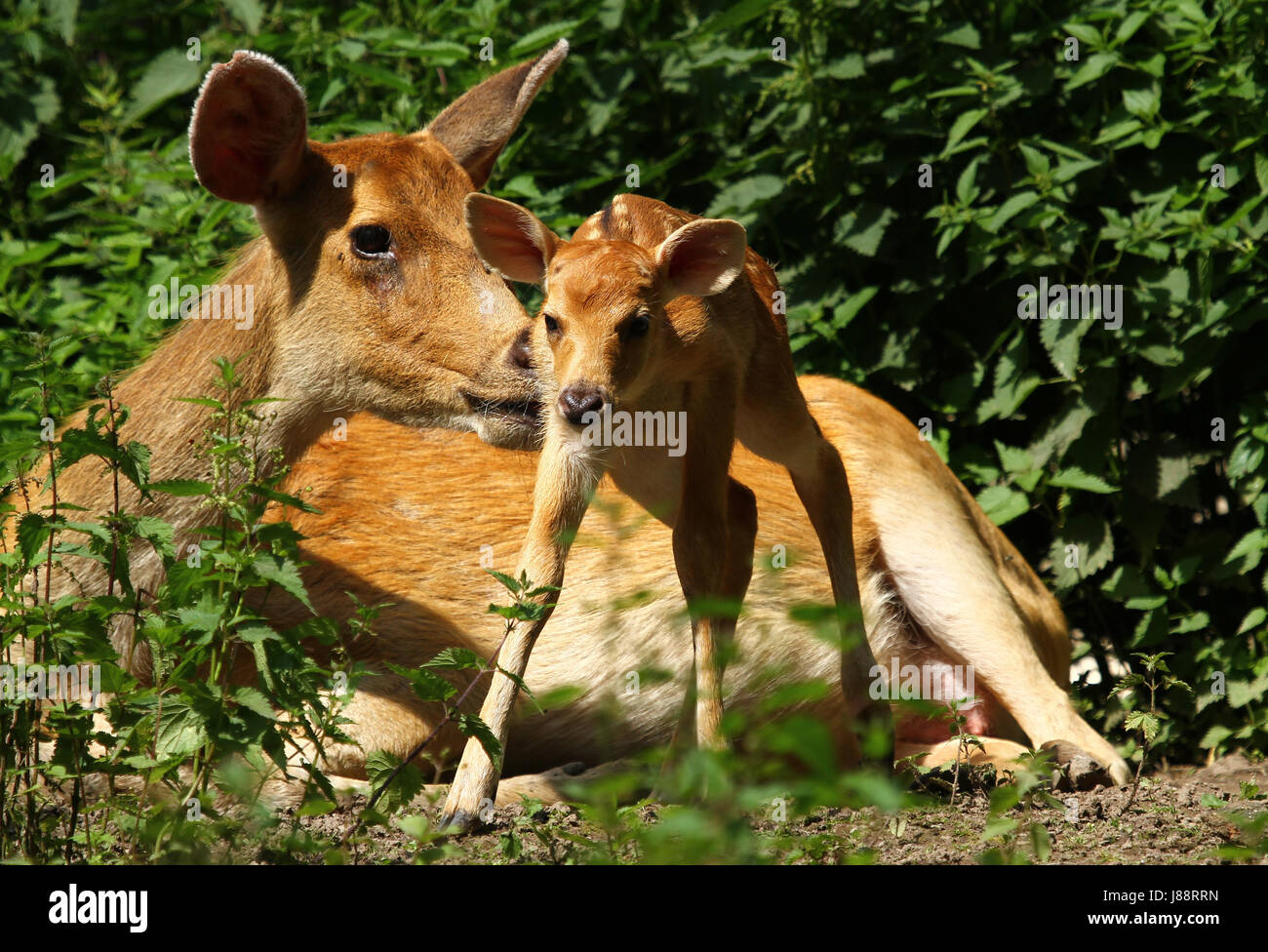 Young blackbuck hi-res stock photography and images - Alamy