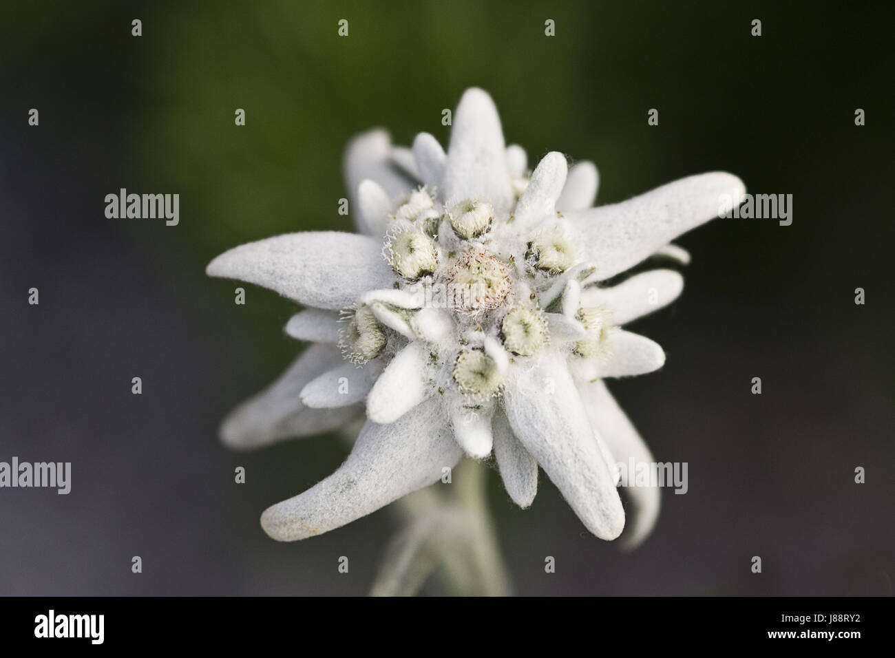 mountains, alps, alpine, mountain, edelweiss, mountains, alps ...