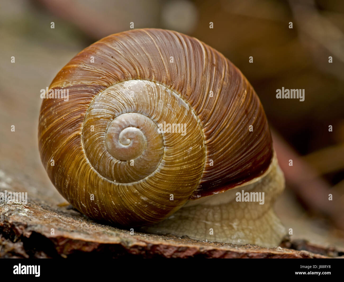 house, building, conservation of nature, spiral, snail, escargots ...