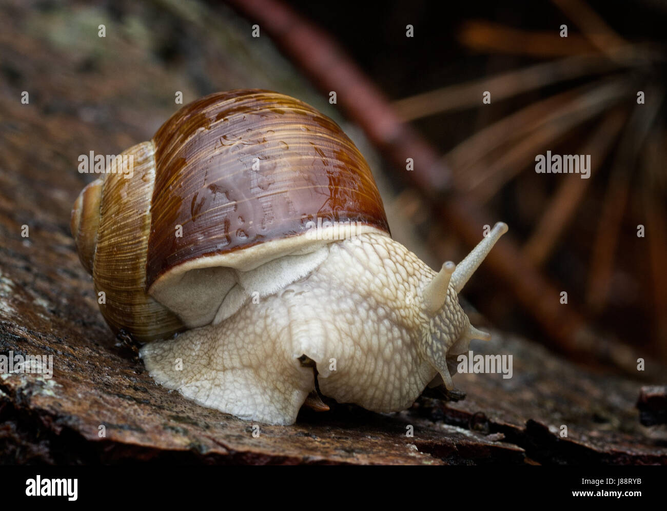 house, building, conservation of nature, spiral, snail, escargots ...